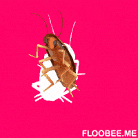 Capture the flying cockroach | Floobee